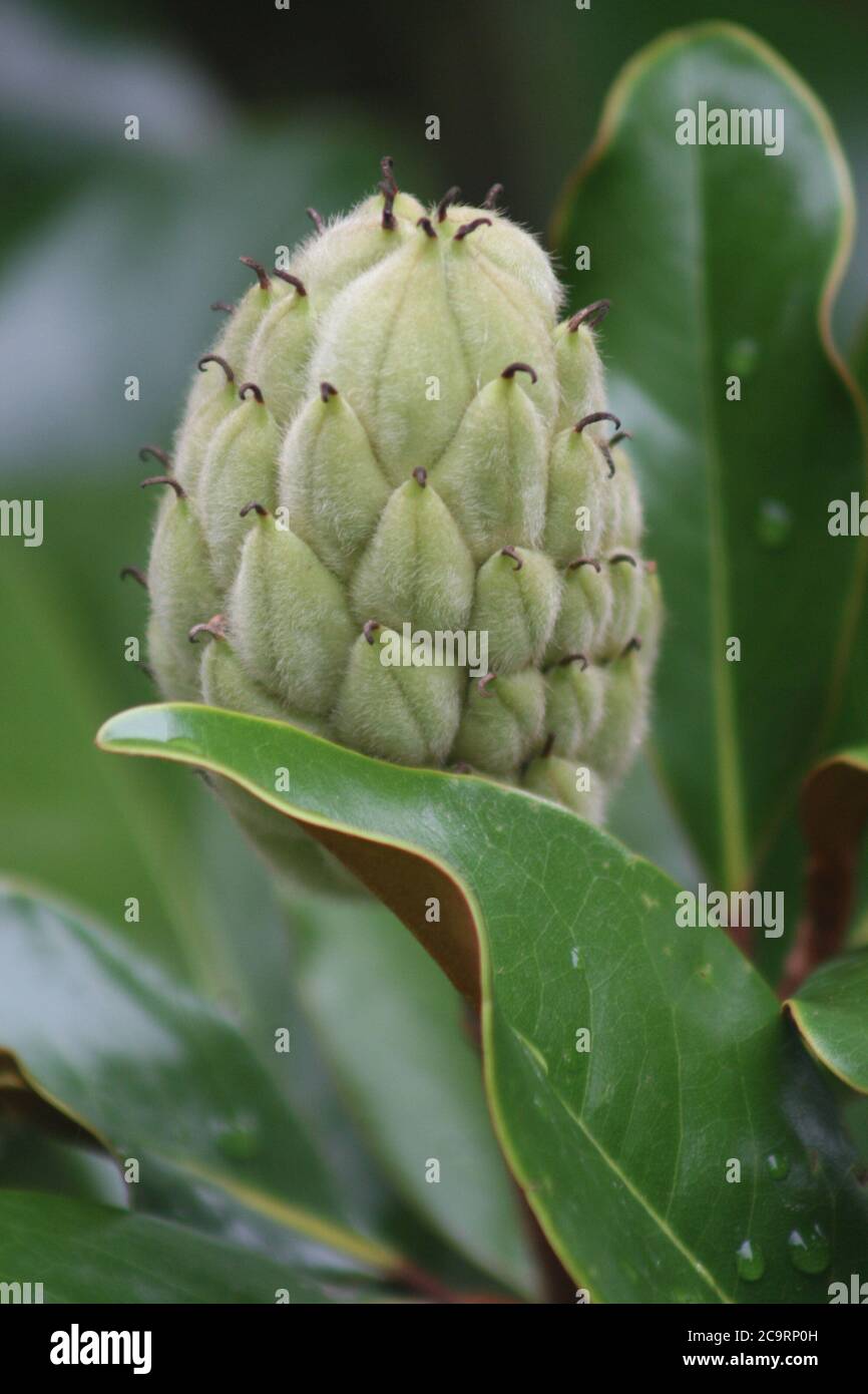 Magnolia fruit hi-res stock photography and images - Alamy
