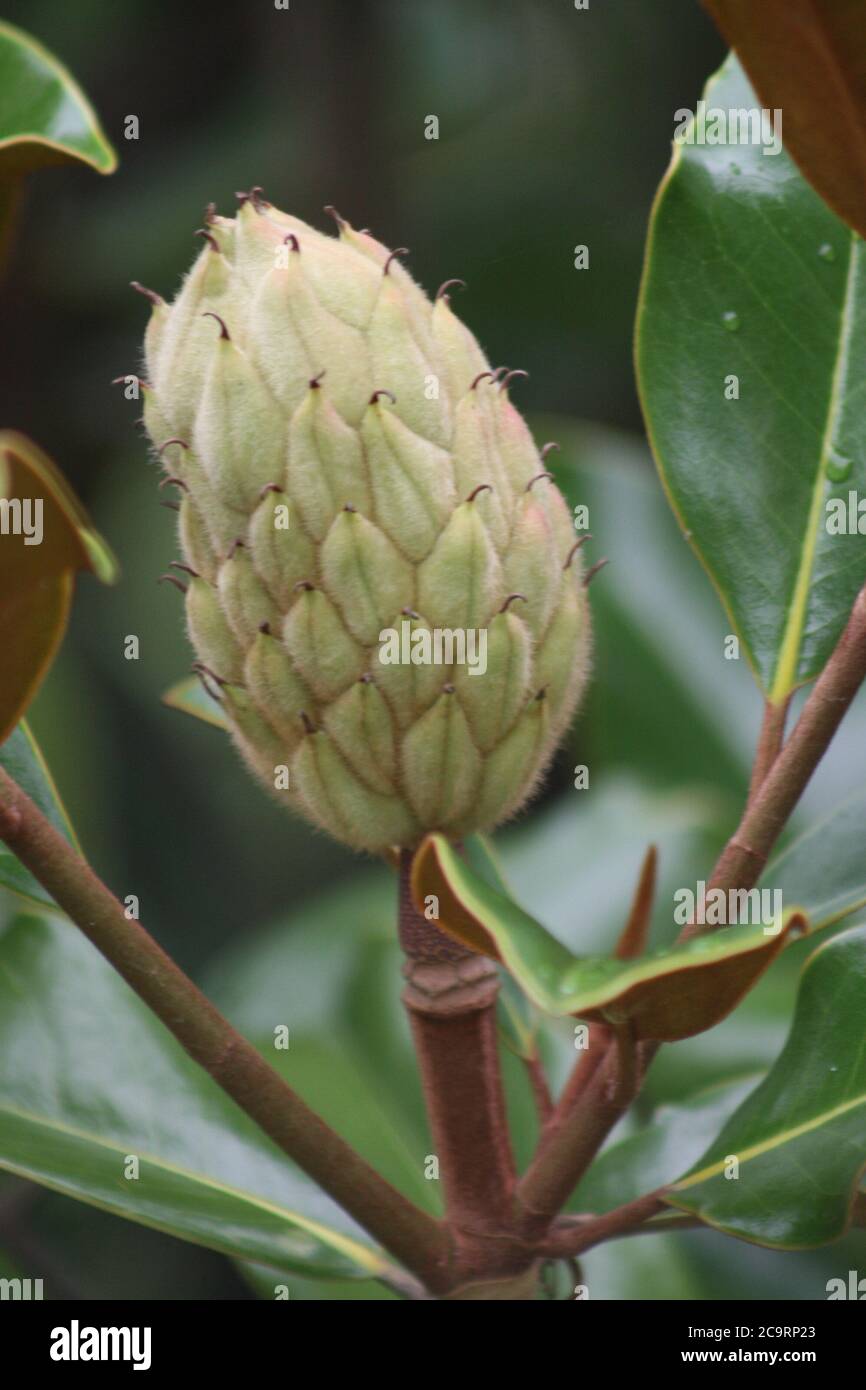 Magnolia fruit hi-res stock photography and images - Alamy