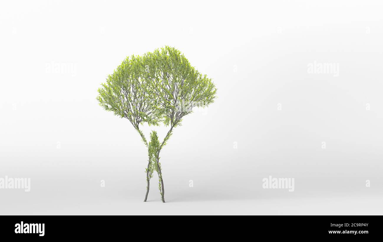 Growing Tree in a shape of Human. Eco Concept. 3D rendering Stock Photo ...