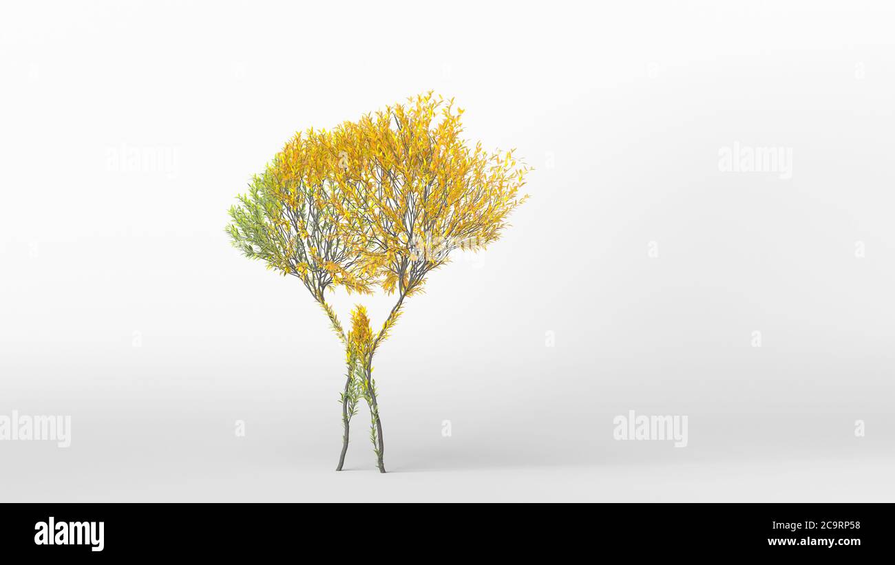 Growing Tree in a shape of Human. Eco Concept. 3D rendering Stock Photo ...