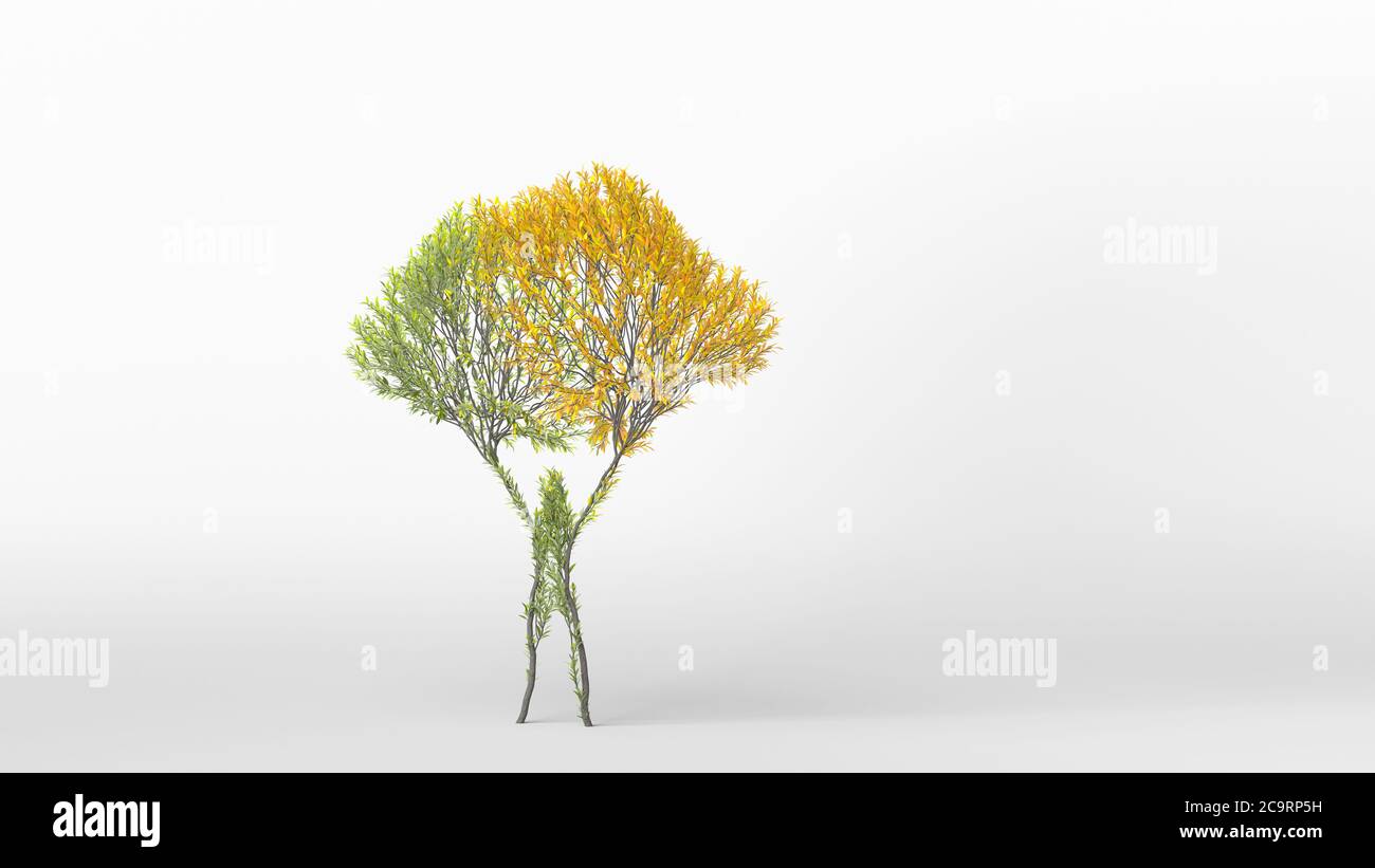 Growing Tree in a shape of Human. Eco Concept. 3D rendering Stock Photo ...