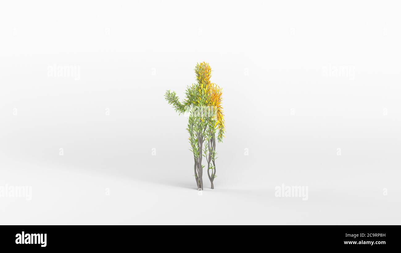 Growing Tree in a shape of a Human. Eco Concept. 3D rendering Stock ...