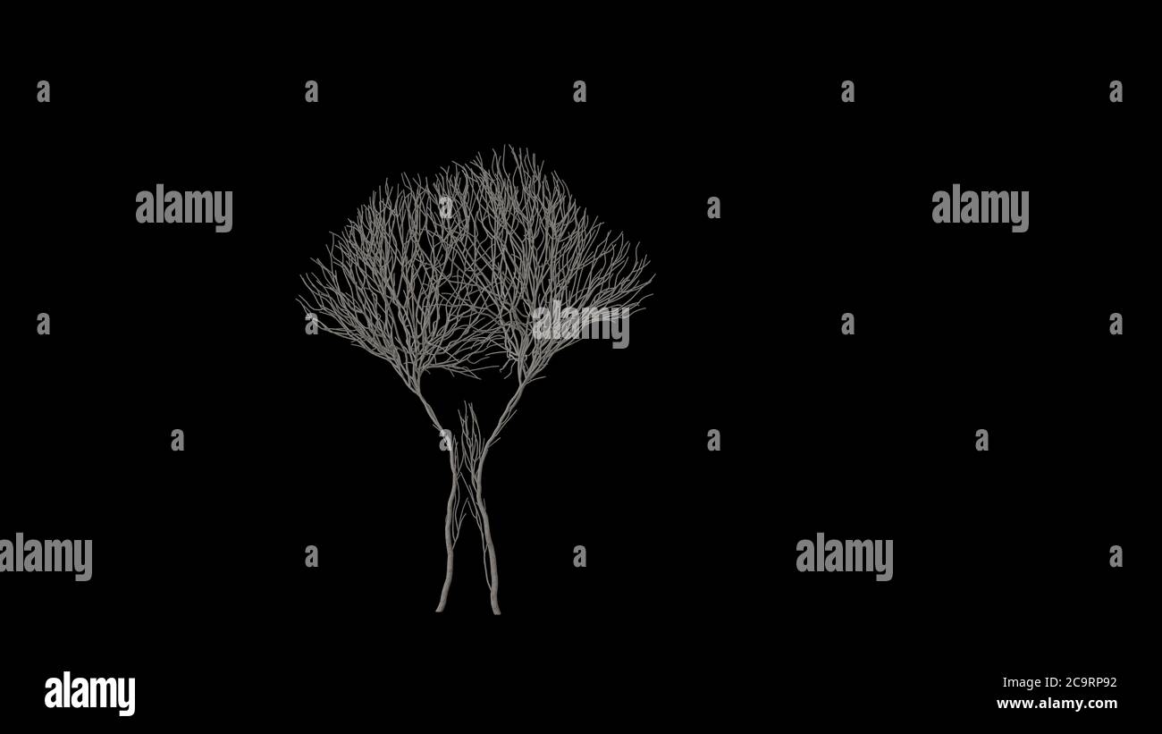 Growing Tree in a shape of Human. Eco Concept. 3D rendering Stock Photo ...