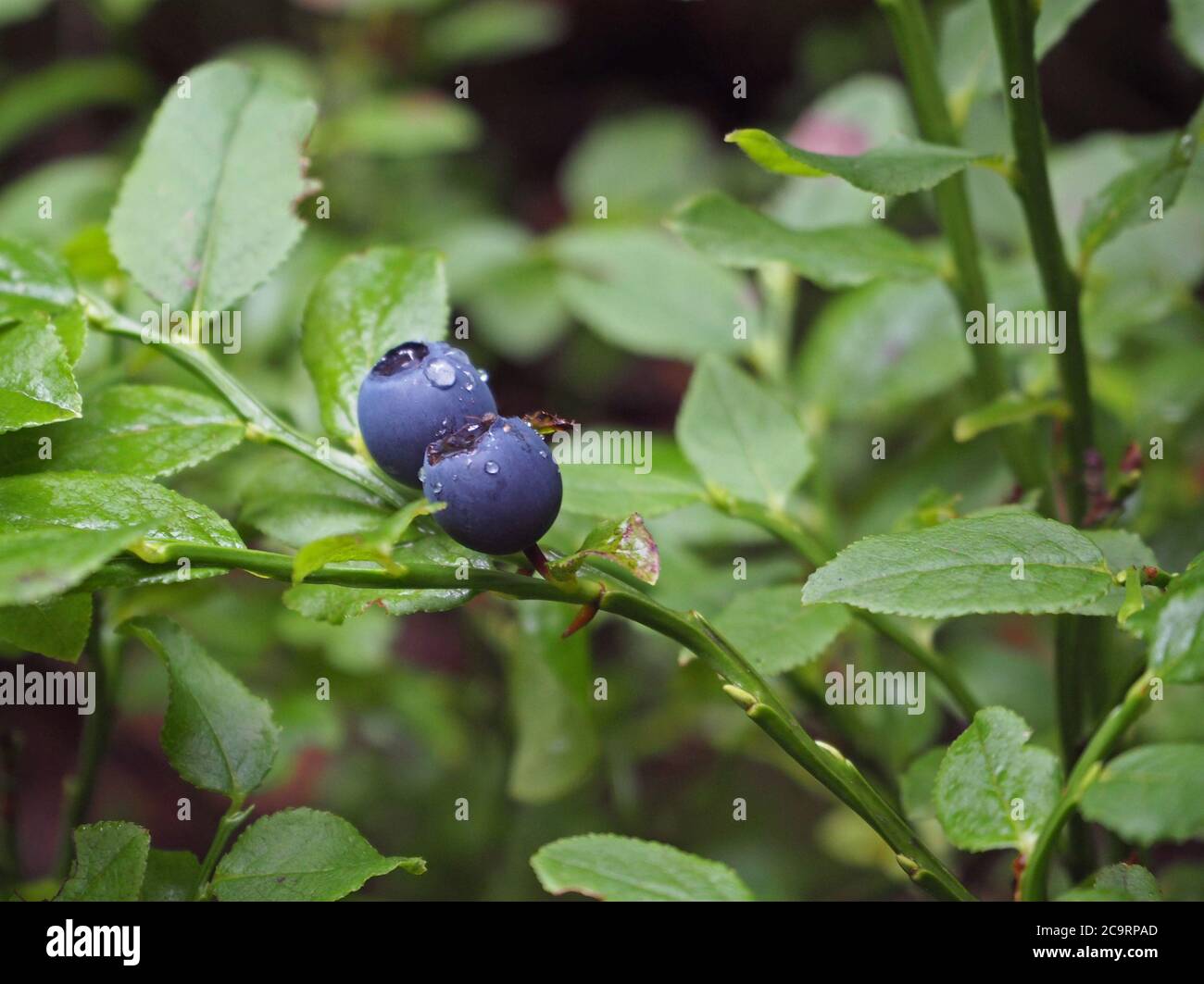 close up blueberry on the branch Stock Photo - Alamy