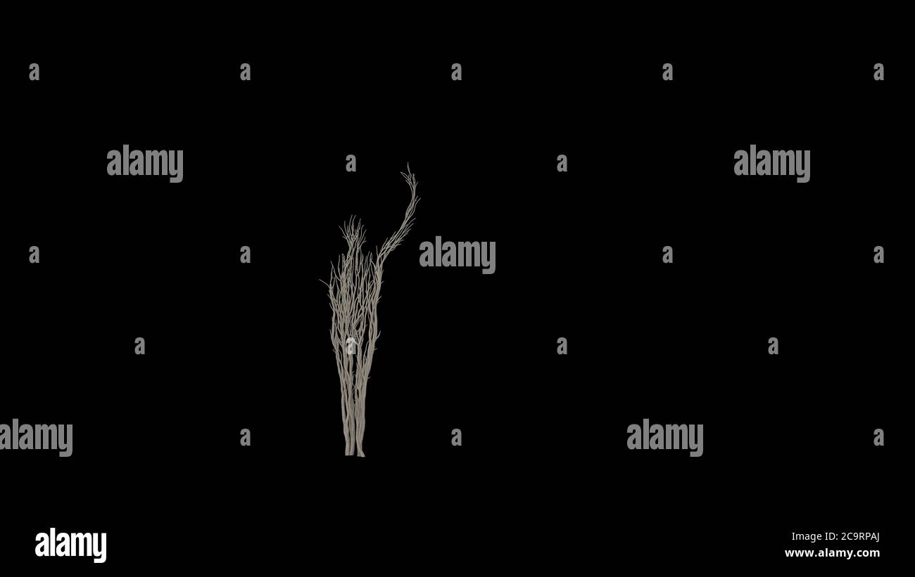 Growing Tree in a shape of a Human. Eco Concept. 3D rendering Stock ...