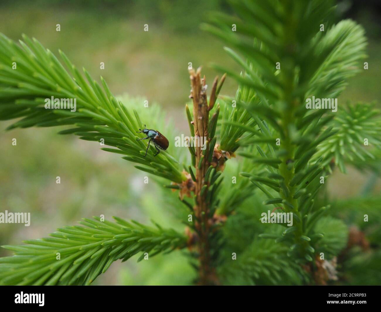 Spruce Beetle High Resolution Stock Photography and Images - Alamy
