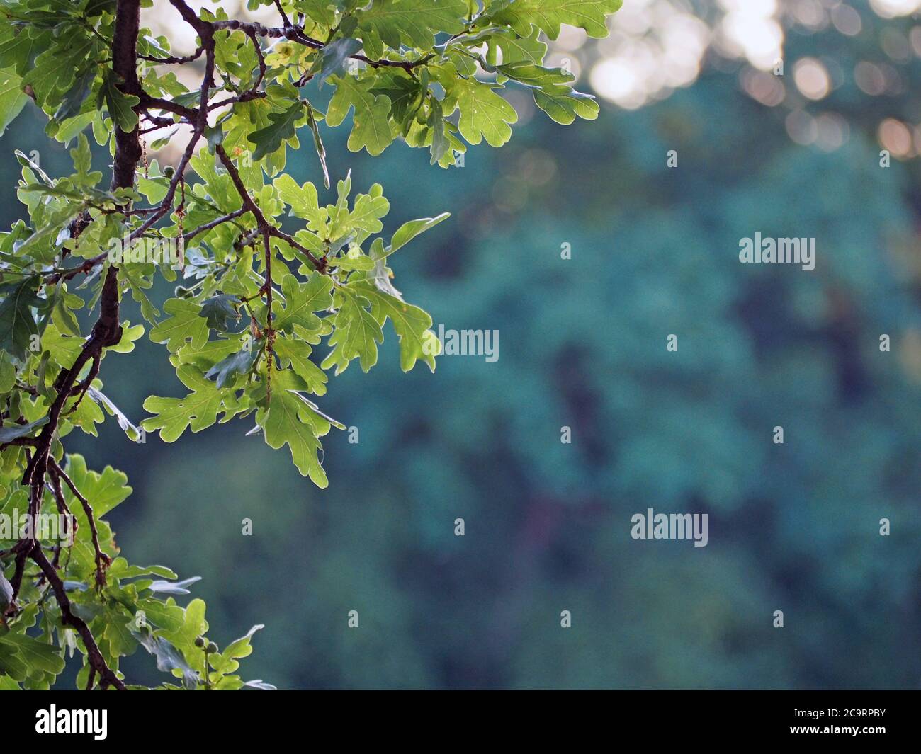 Fuzzy border hi-res stock photography and images - Alamy