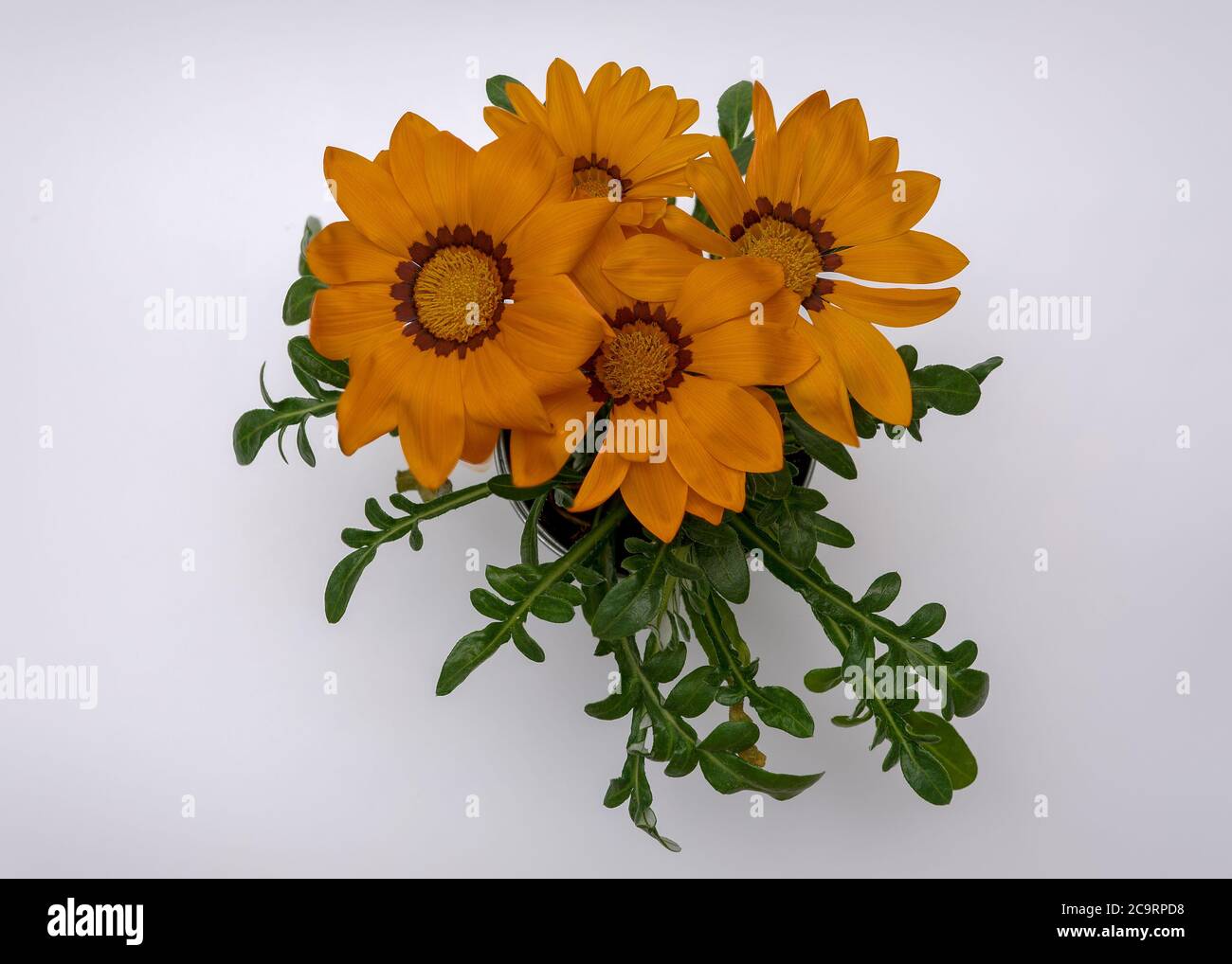 Gazania Gaertn orange flowers photographed in full bloom in various ...