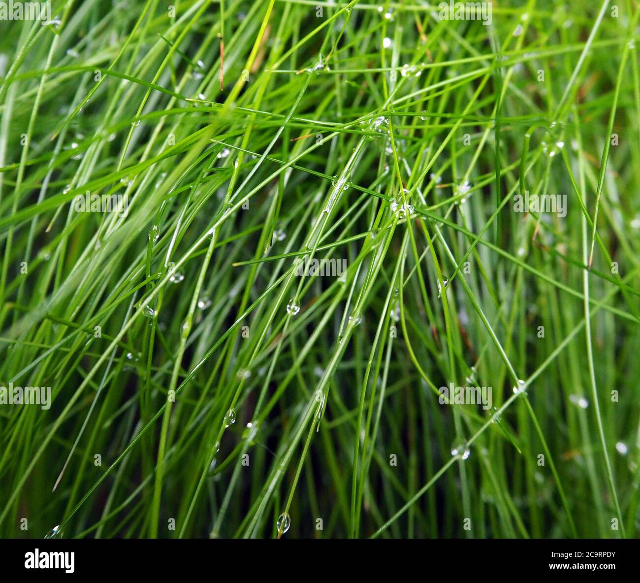 forest grass background with a morning dew Stock Photo - Alamy