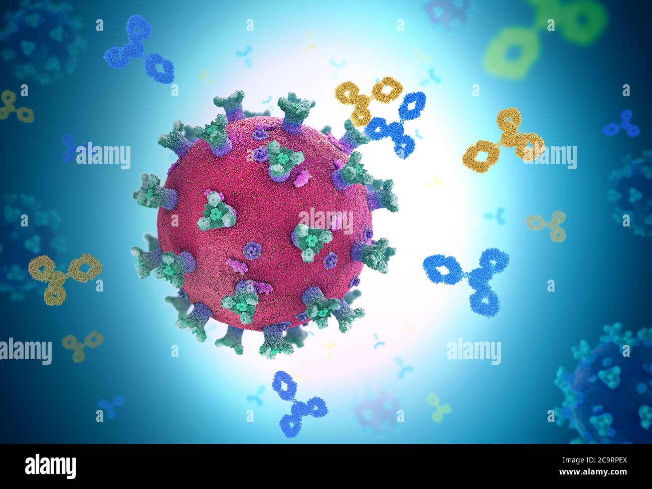 Immunoglobulin or antibody proteins attack a corona virus pathogen cell ...