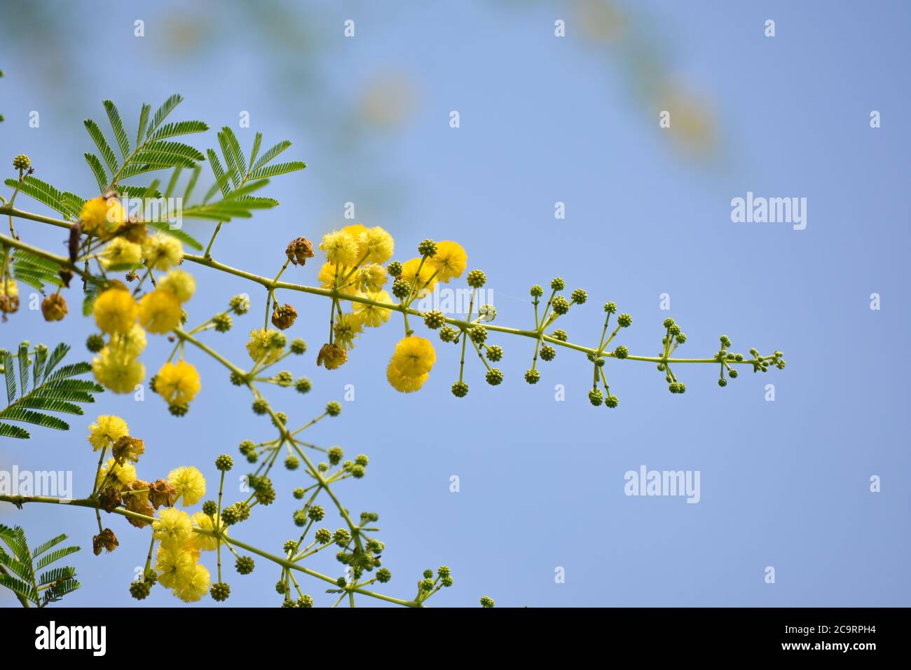 Acacia nilotica hi-res stock photography and images - Alamy