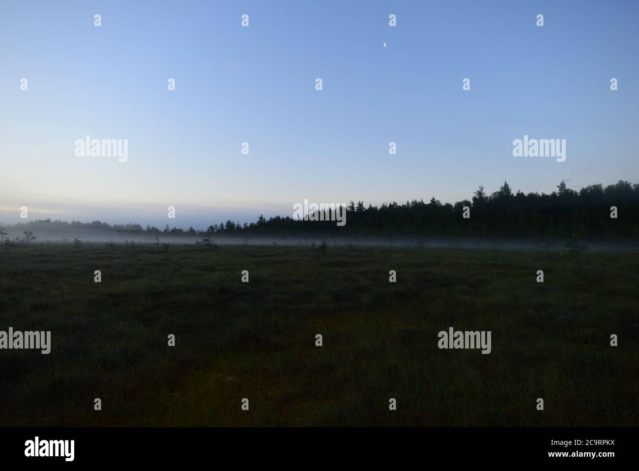 Blue clear moonlit sky over a forest swamp in predawn fog Stock Photo ...