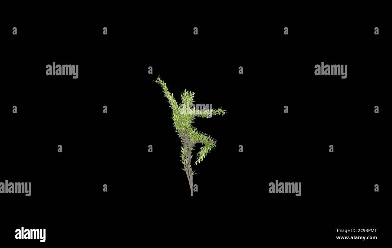 Growing Tree in a shape of a Human. Eco Concept. 3D rendering Stock ...