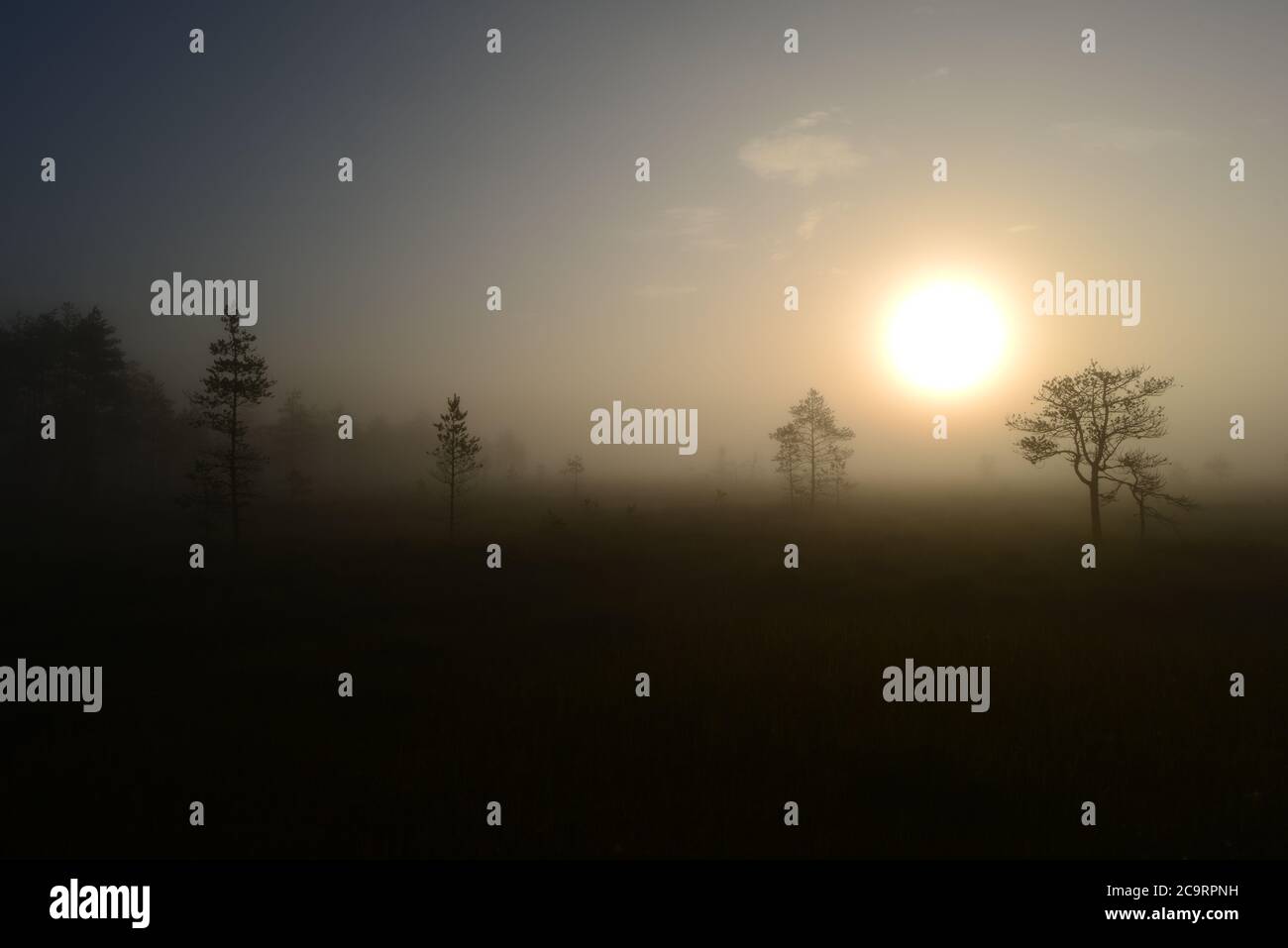 Brightly sunshine glow in the swamp fog on a dawn Stock Photo - Alamy