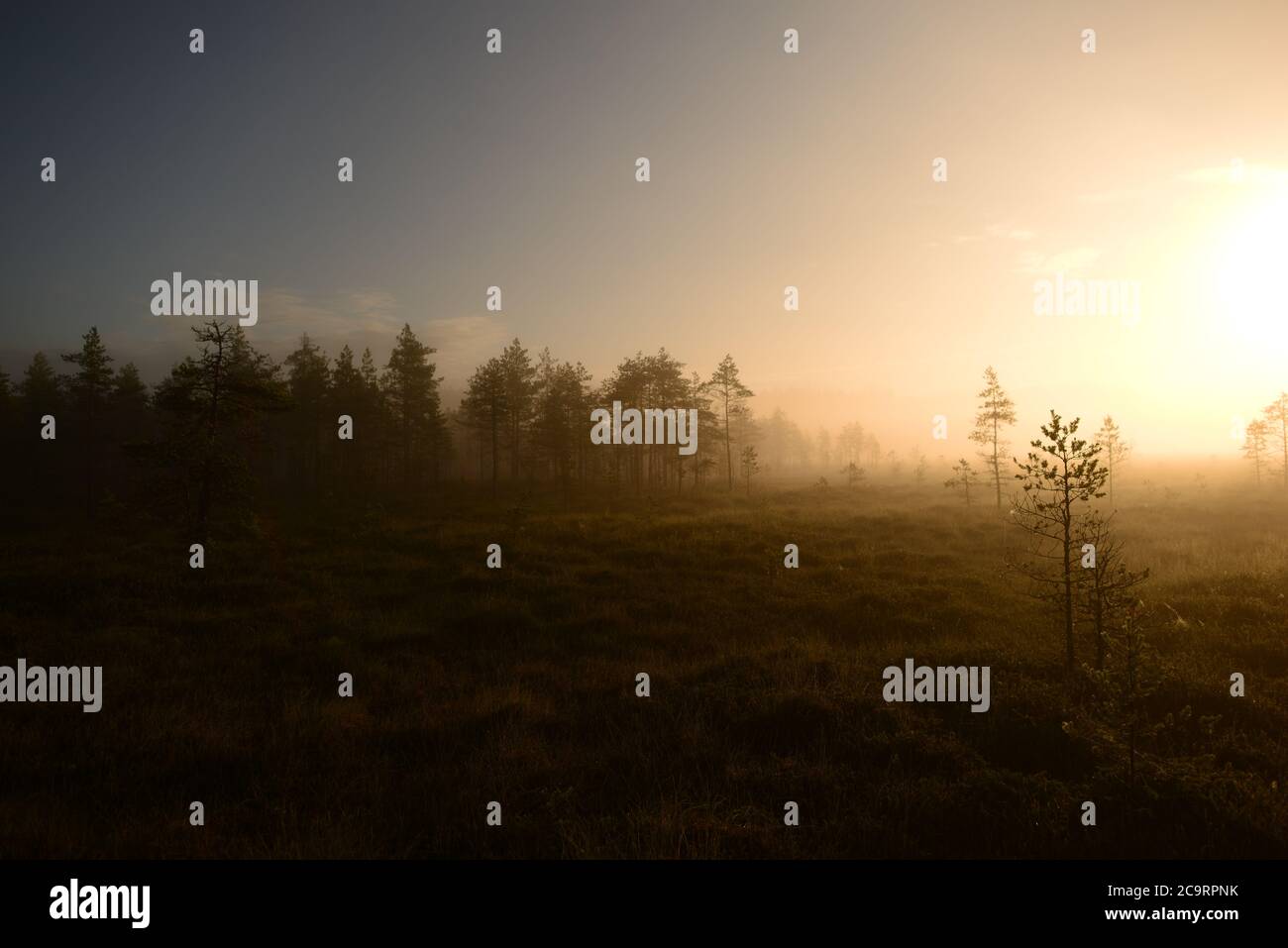 Forest swamp in the morning sunlight under a blue cloudless sky Stock ...