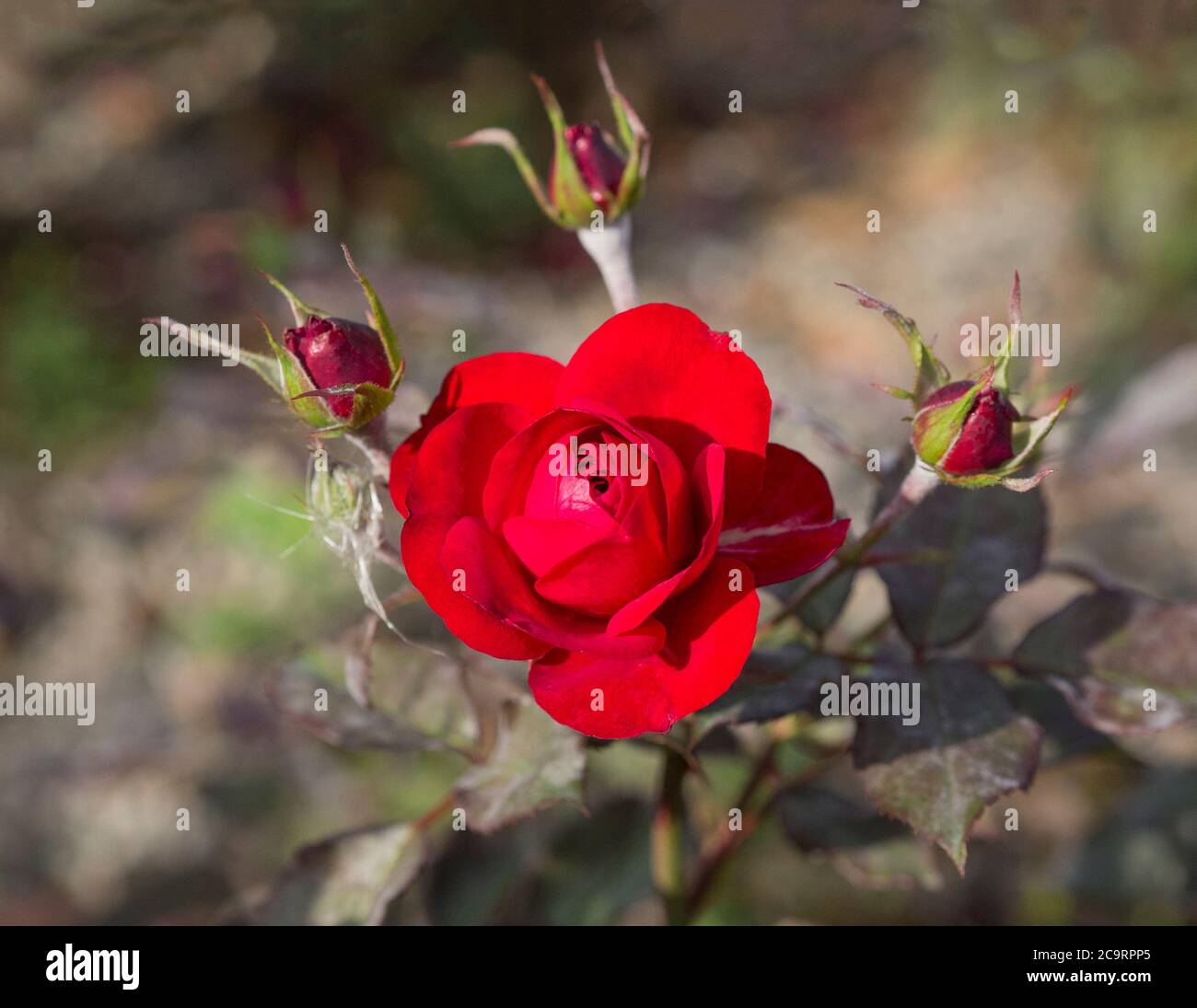 Soft pastel red green beige hi-res stock photography and images - Alamy