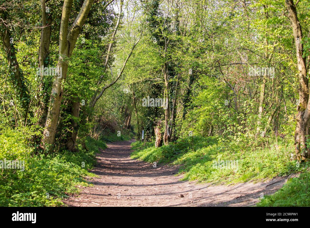 Landscape with sunlight in a natural English reserve in Dudley Stock ...
