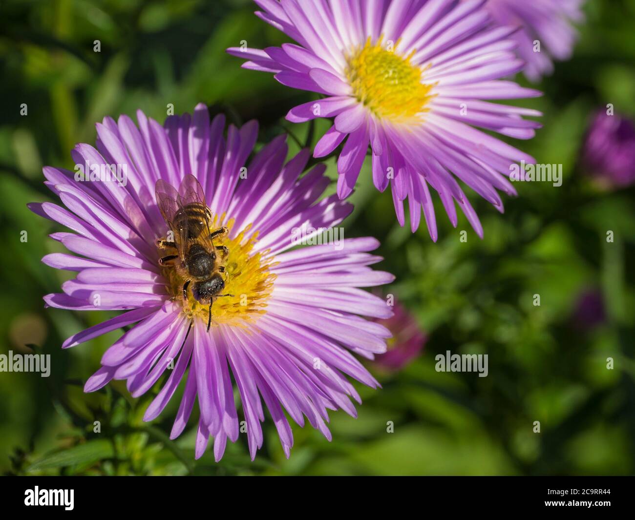 Beautiful Daisy With Bee High Resolution Stock Photography and Images ...