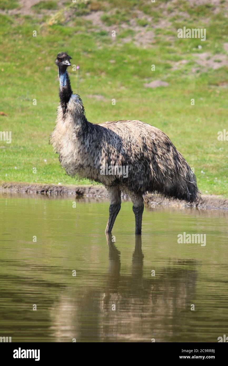 Emu in Overloon Zoo in the Netherlands Stock Photo - Alamy
