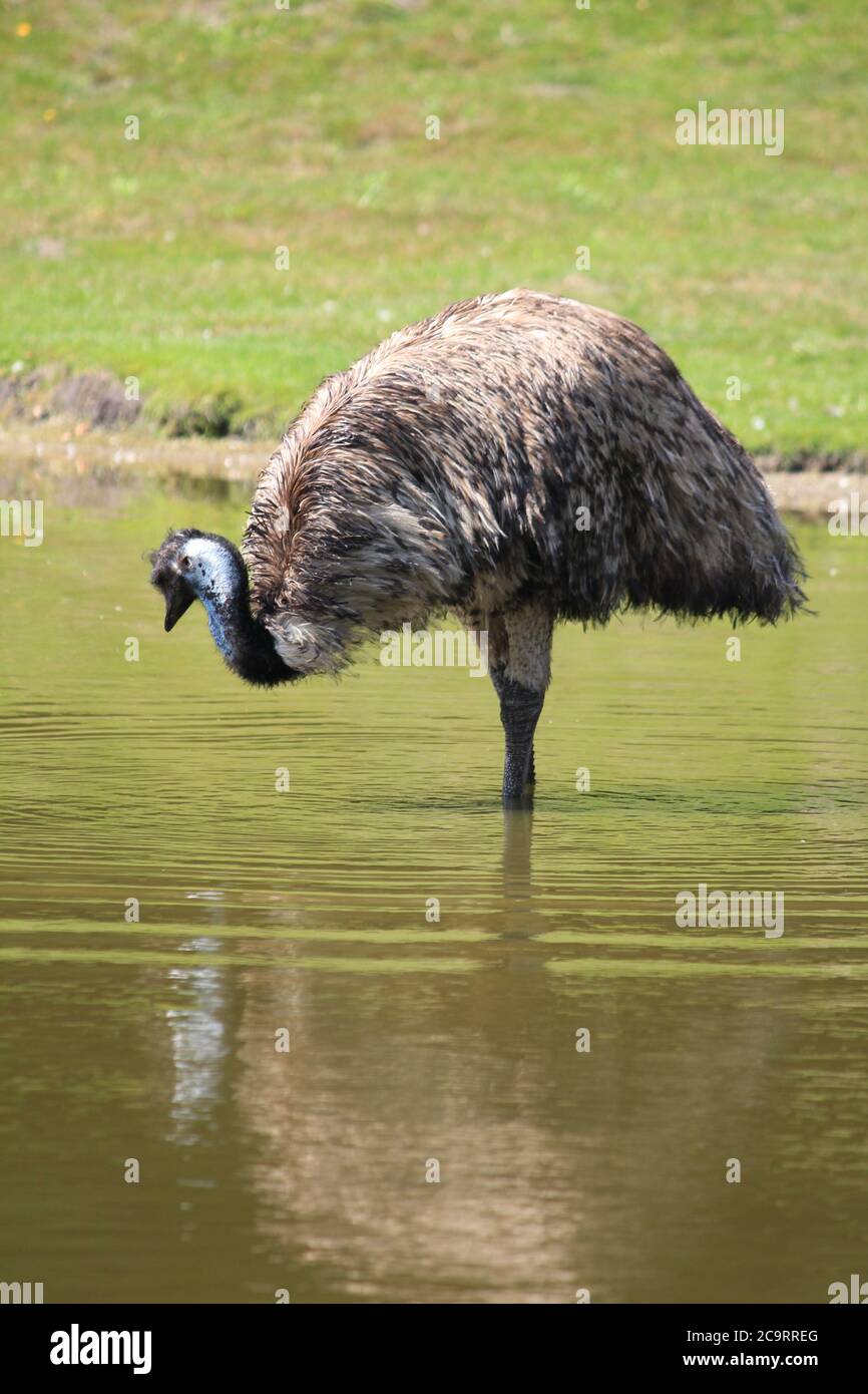 Emu in Overloon Zoo in the Netherlands Stock Photo - Alamy