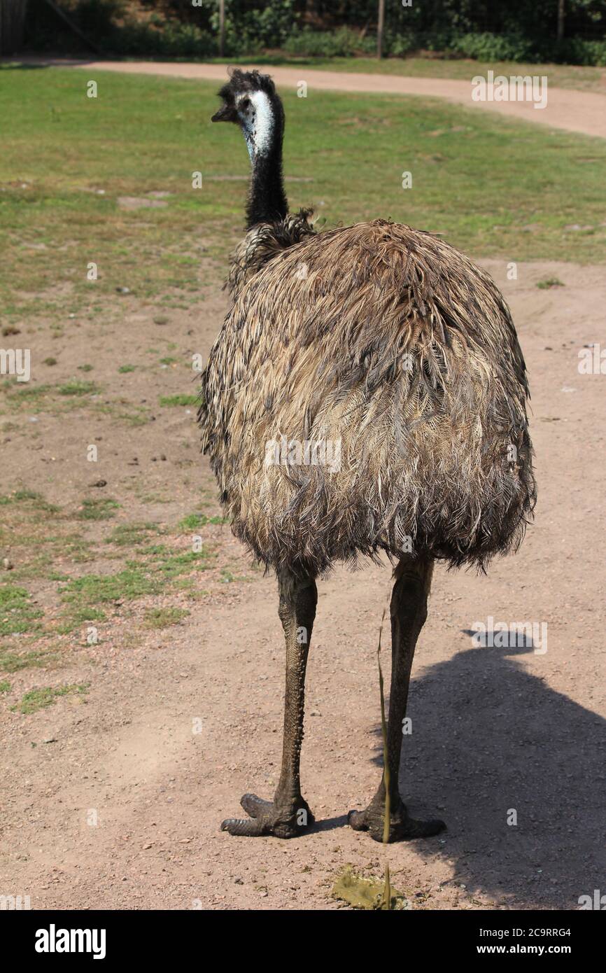 Emu eating hi-res stock photography and images - Alamy