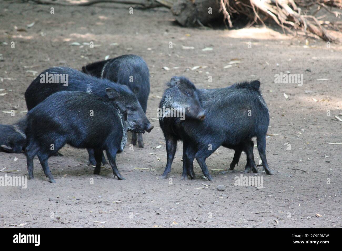 Sharp collared hi-res stock photography and images - Alamy