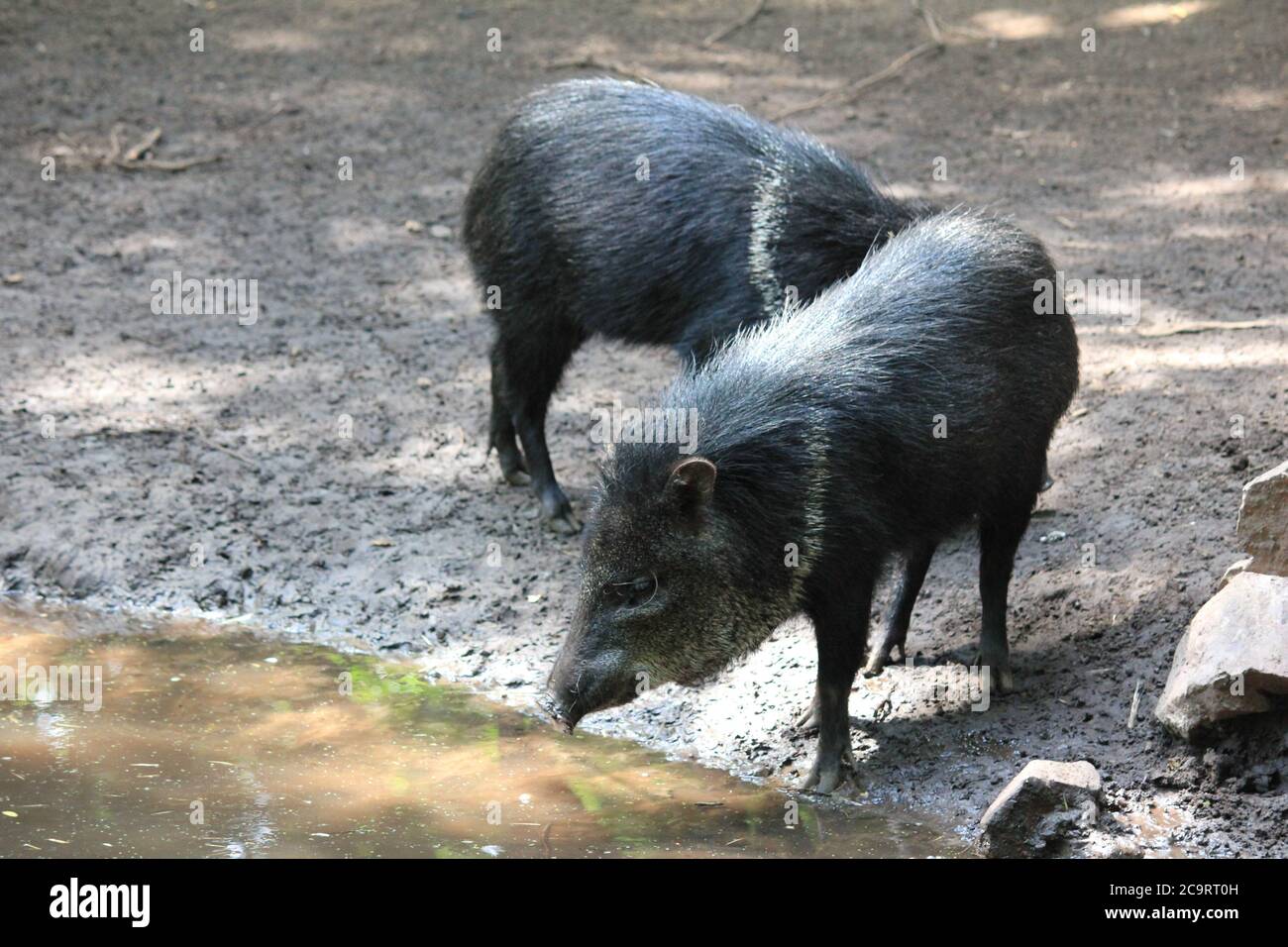 Sharp collared hi-res stock photography and images - Alamy