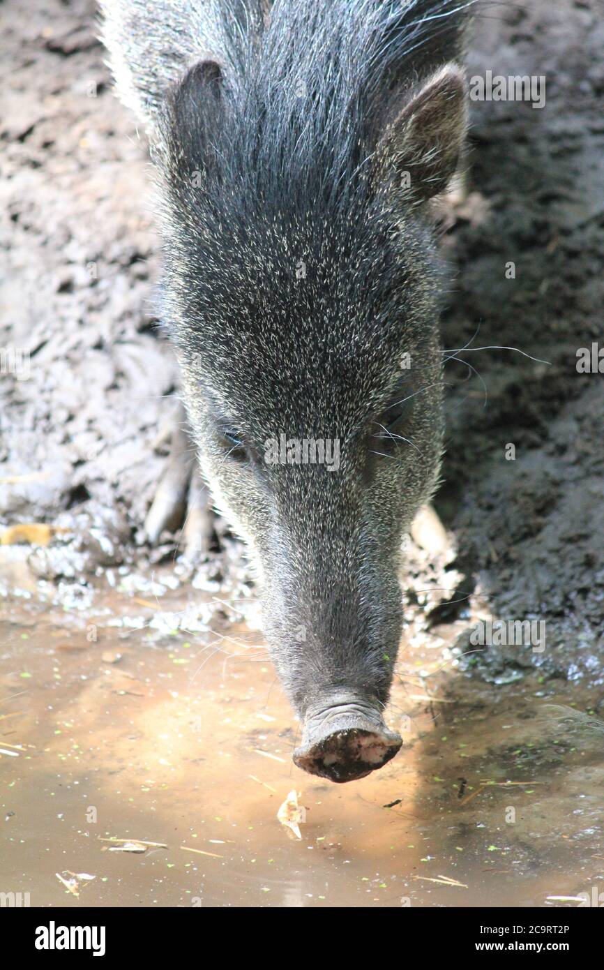 Sharp collared hi-res stock photography and images - Alamy