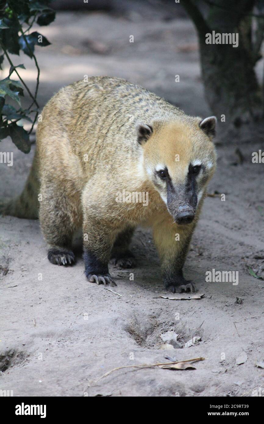 South American coati Stock Photo - Alamy