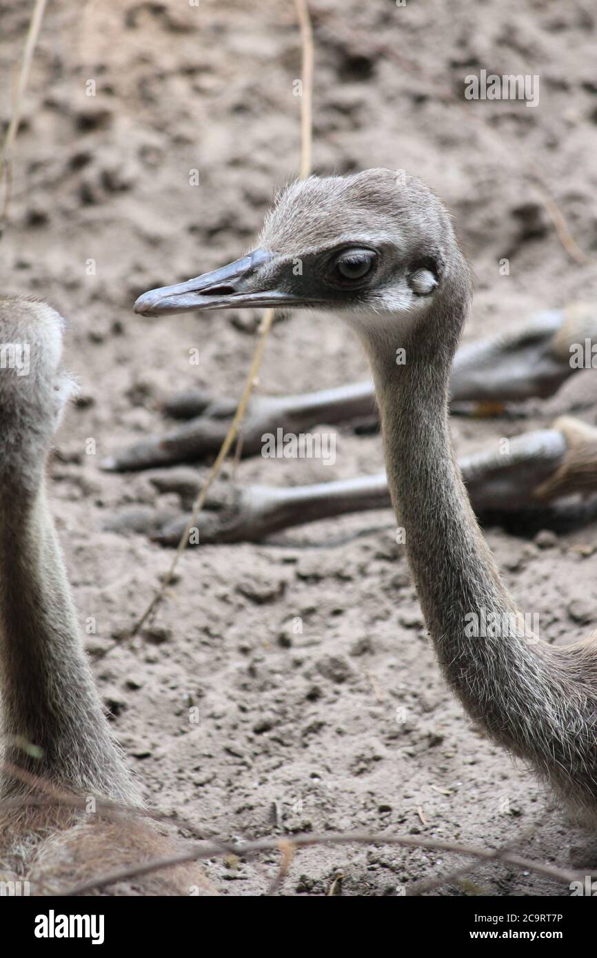 Rhea in Overloon Zoo in the Netherlands Stock Photo - Alamy