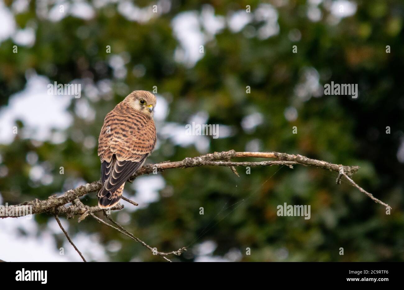 Kestrel fledgling hi-res stock photography and images - Alamy