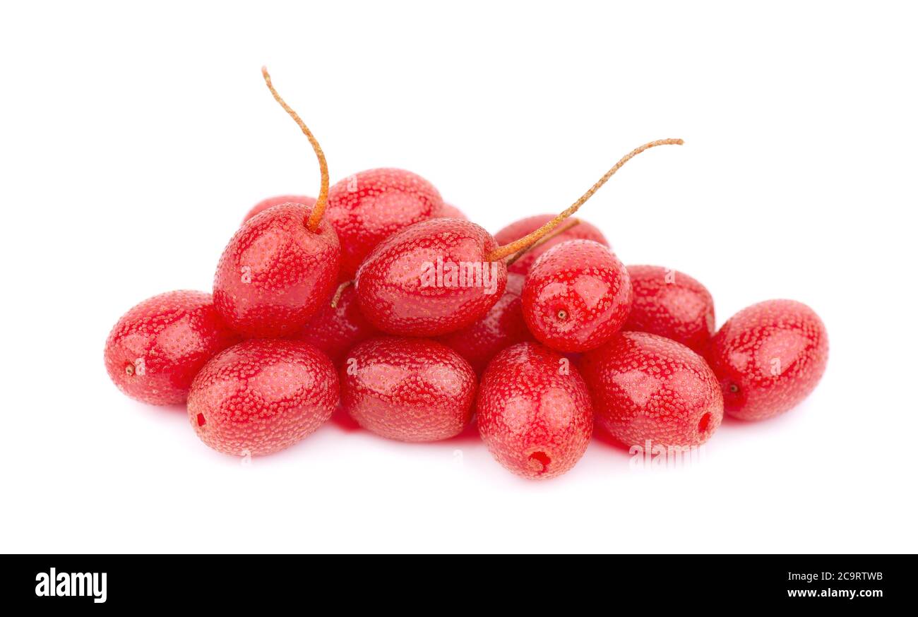 Elaeagnus multiflora isolated on white background. Cherry elaeagnus ...