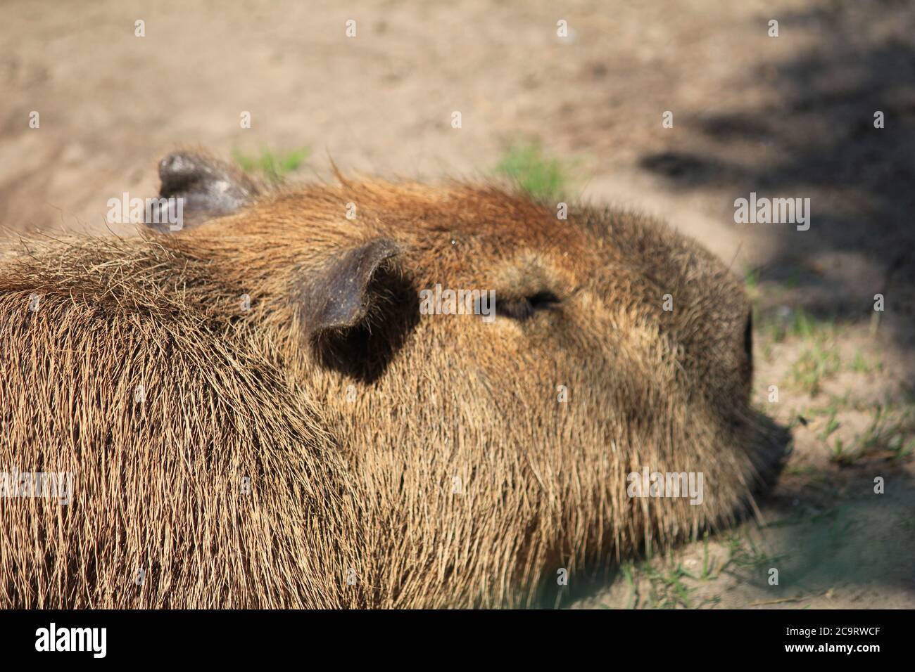 Capybara with food hi-res stock photography and images - Alamy