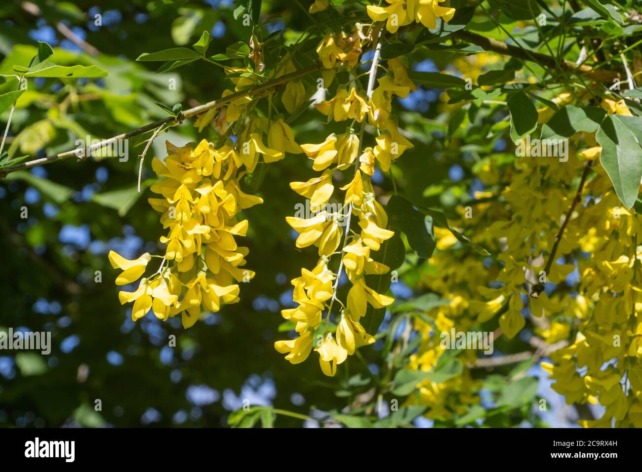 Laburnum Alpinum Flowers High Resolution Stock Photography and Images ...