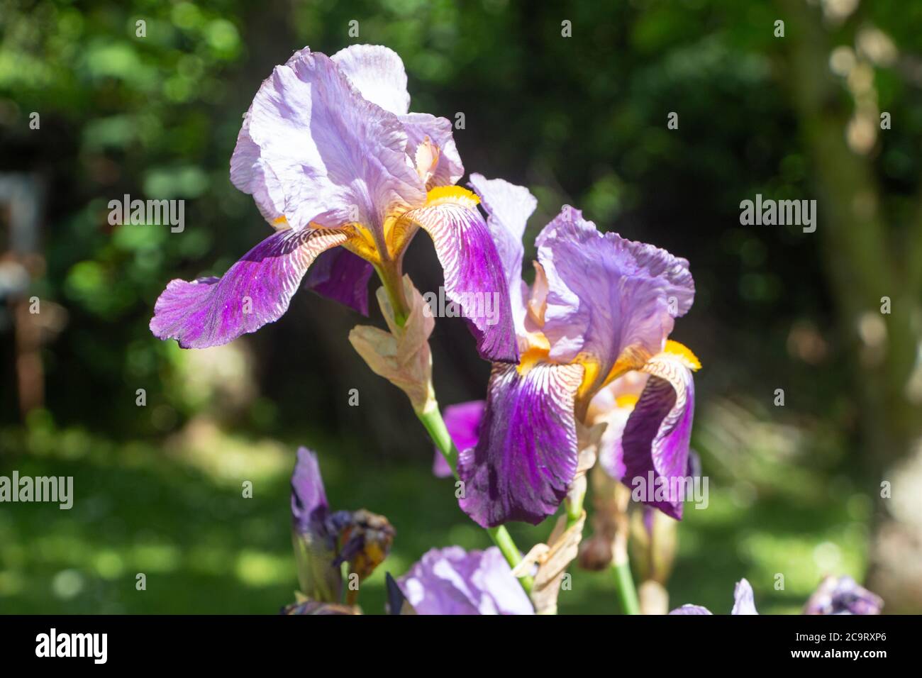 Purple iris flowers in a garden during spring Stock Photo - Alamy