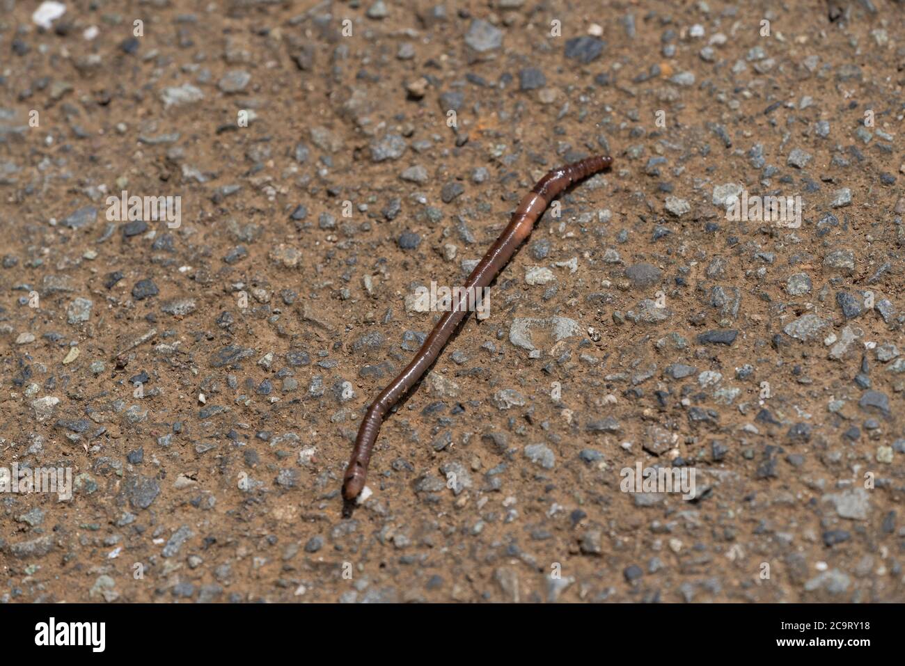 Mimizu hi-res stock photography and images - Alamy