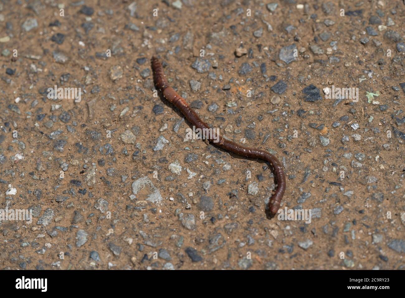 Mimizu hi-res stock photography and images - Alamy
