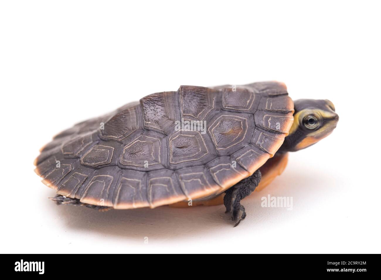 Close up turtle eye Cut Out Stock Images & Pictures - Alamy
