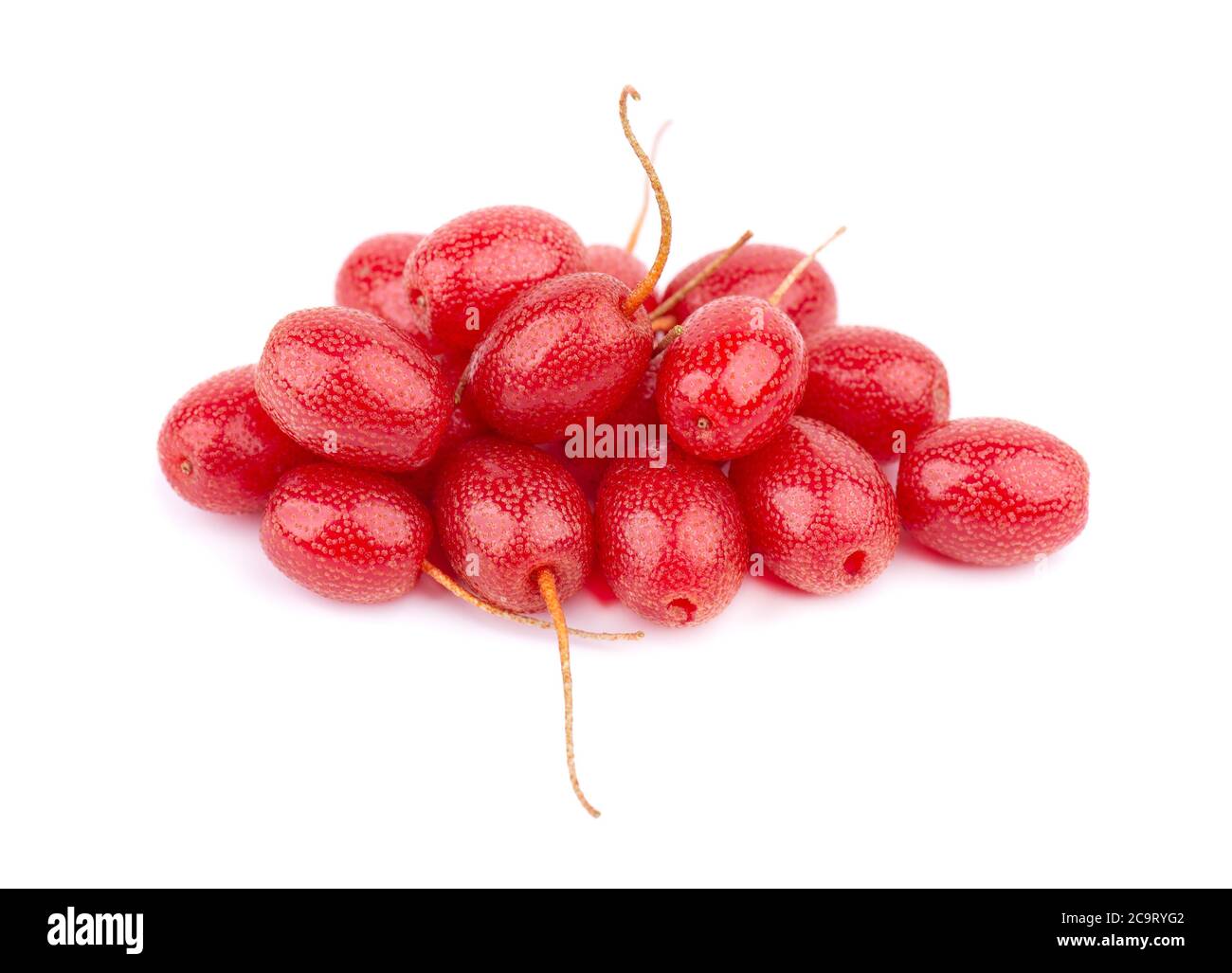 Elaeagnus multiflora isolated on white background. Cherry elaeagnus ...
