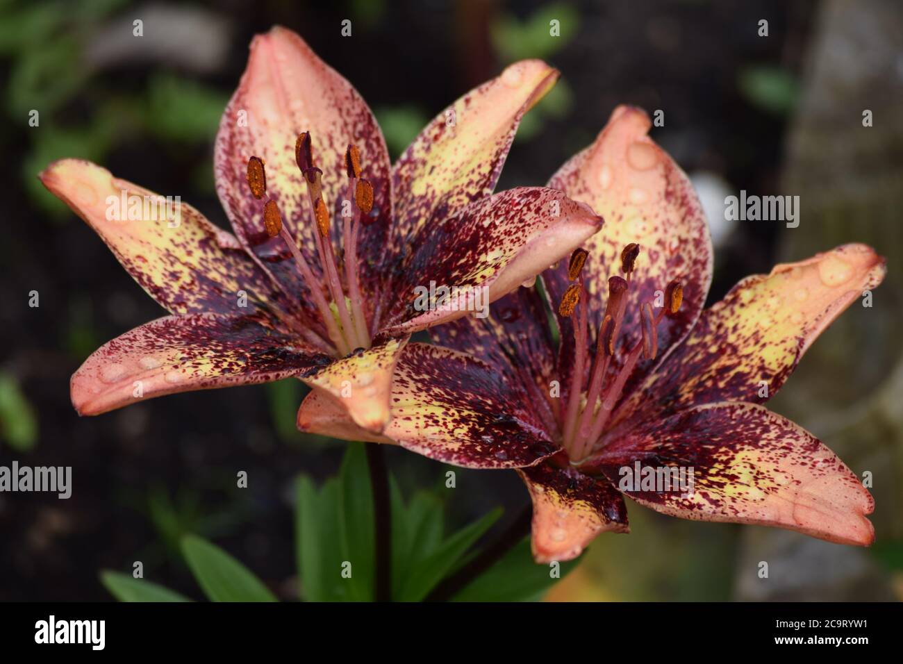Orange and brown lily in an Irish garden during the summer Stock Photo ...