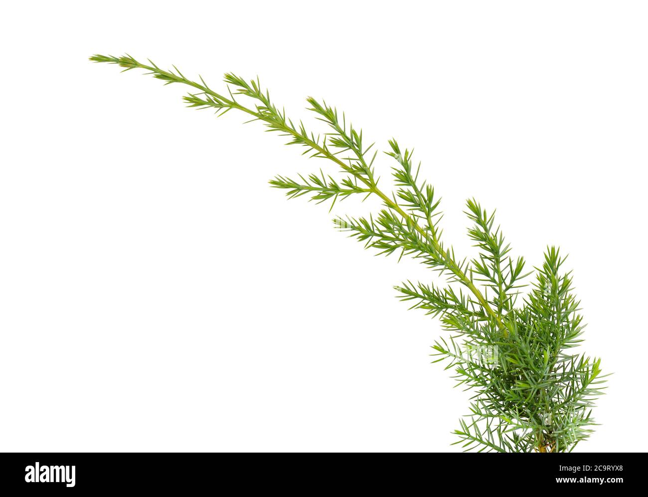 Juniper twig isolated on white background. Ornamental plants for ...