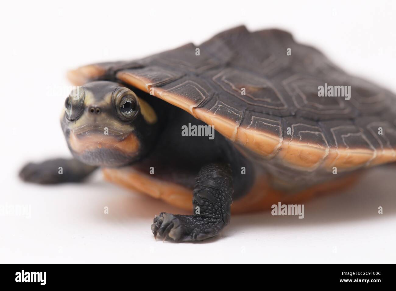 Red bellied short necked turtle hi-res stock photography and images - Alamy