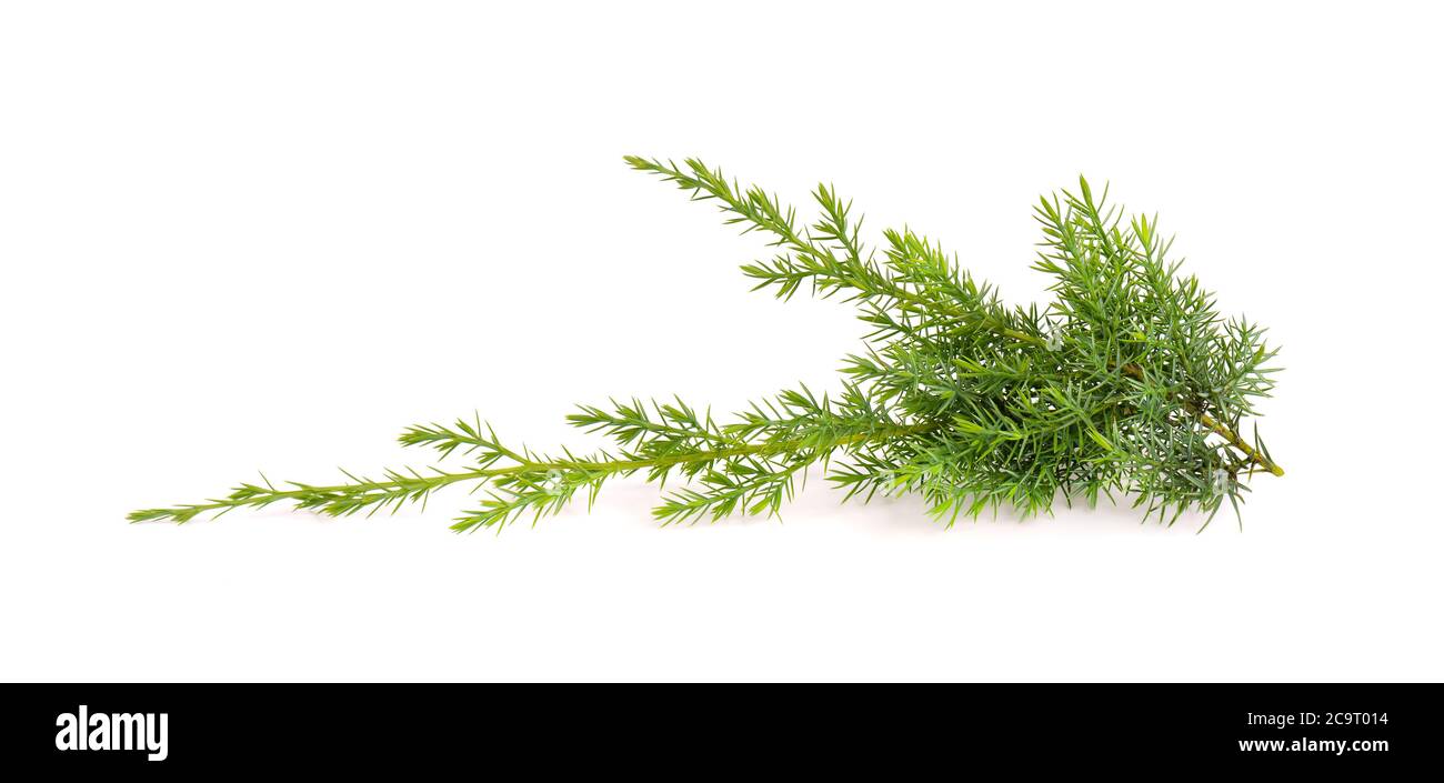 Juniper twig isolated on white background. Ornamental plants for ...