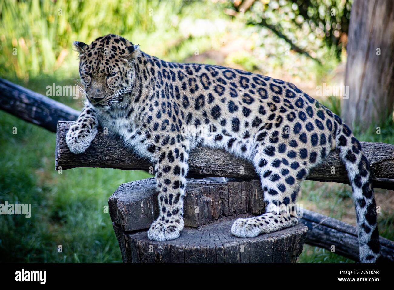 Black Panther Tree High Resolution Stock Photography and Images - Alamy