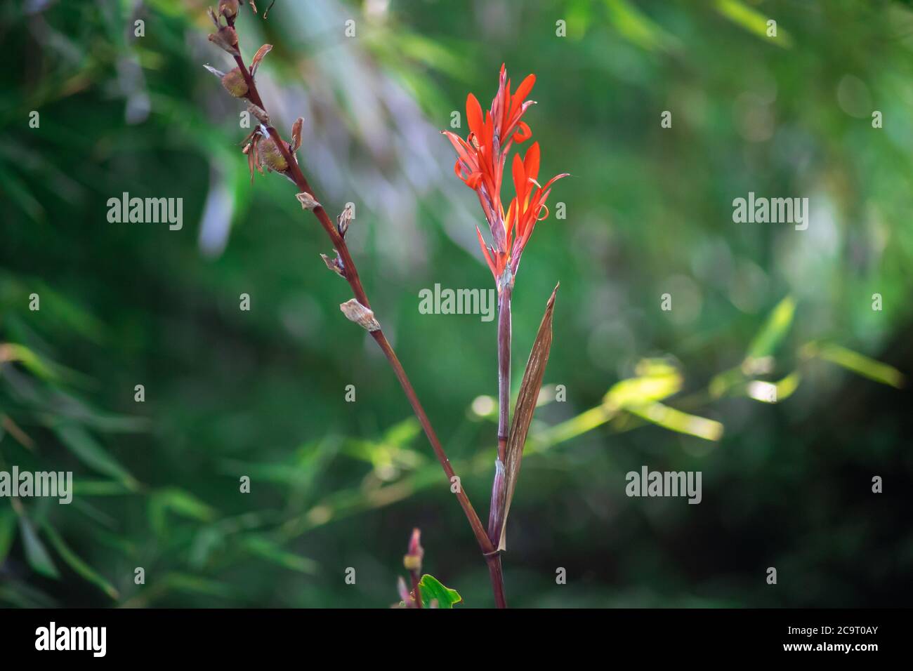Balisier hi-res stock photography and images - Alamy
