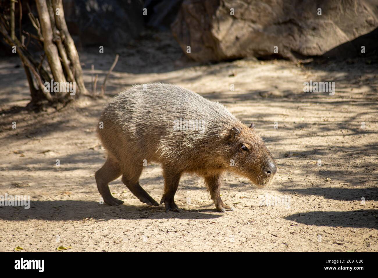 Capybara in an animal park Stock Photo - Alamy
