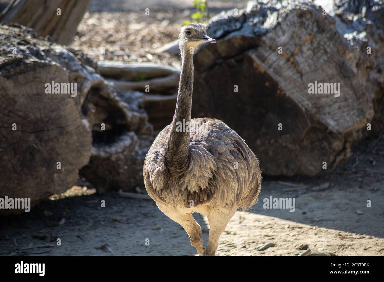 émeus hi-res stock photography and images - Alamy
