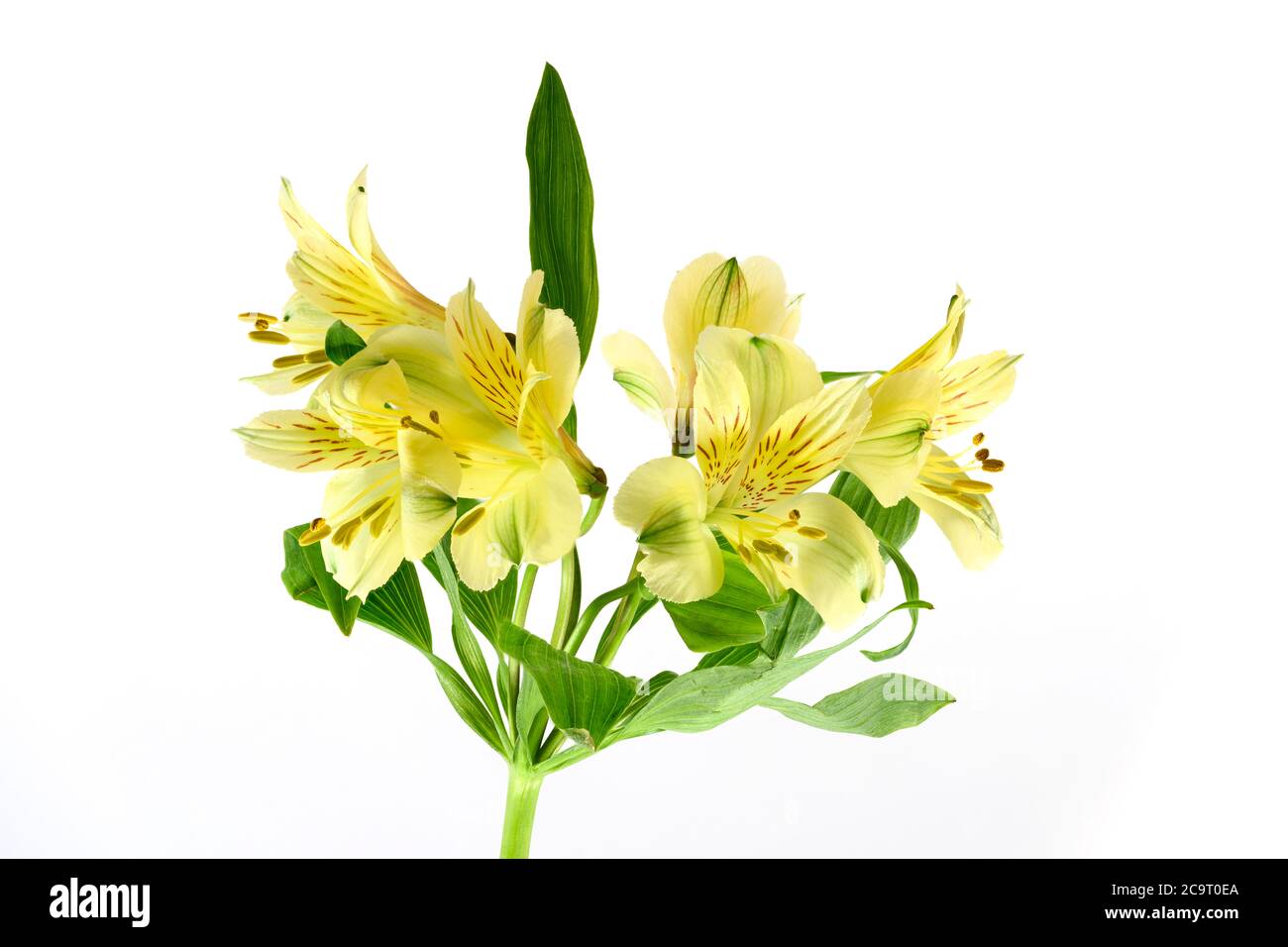 Yellow Alstroemeria flower photographed against a plain white ...