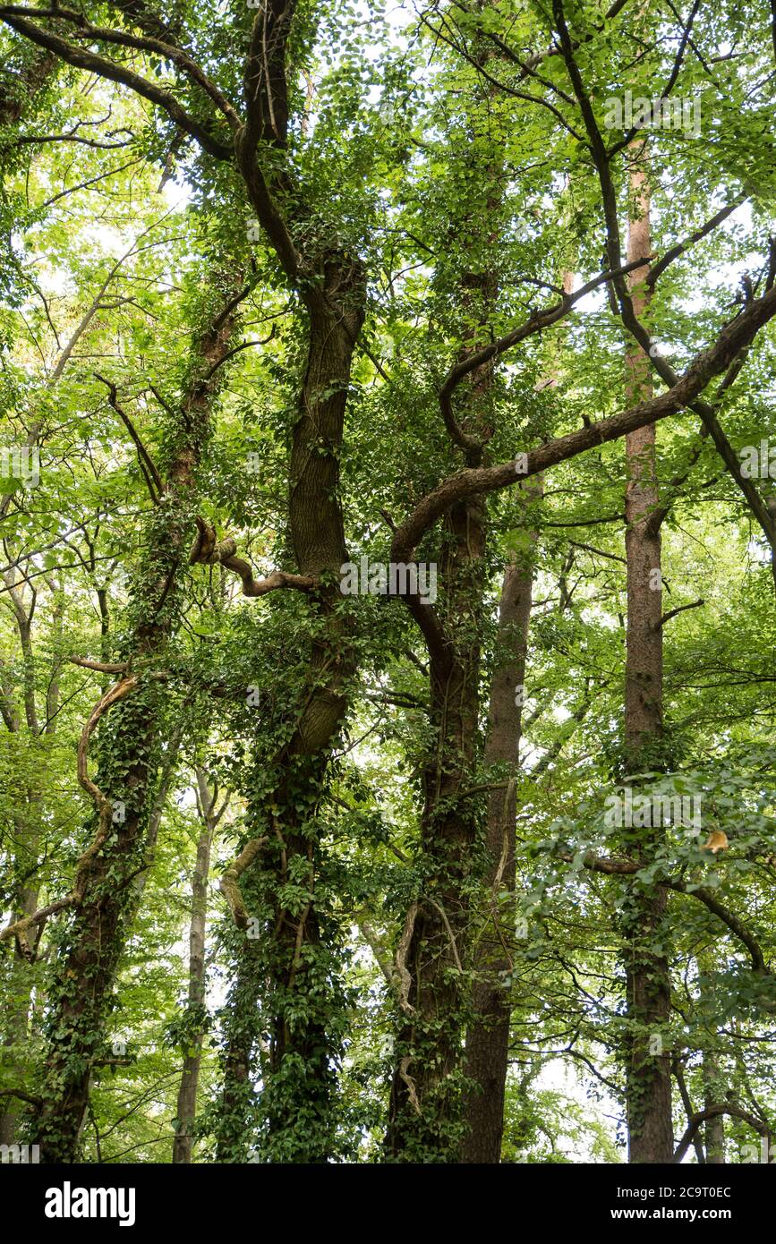 Natural overgrow hi-res stock photography and images - Alamy