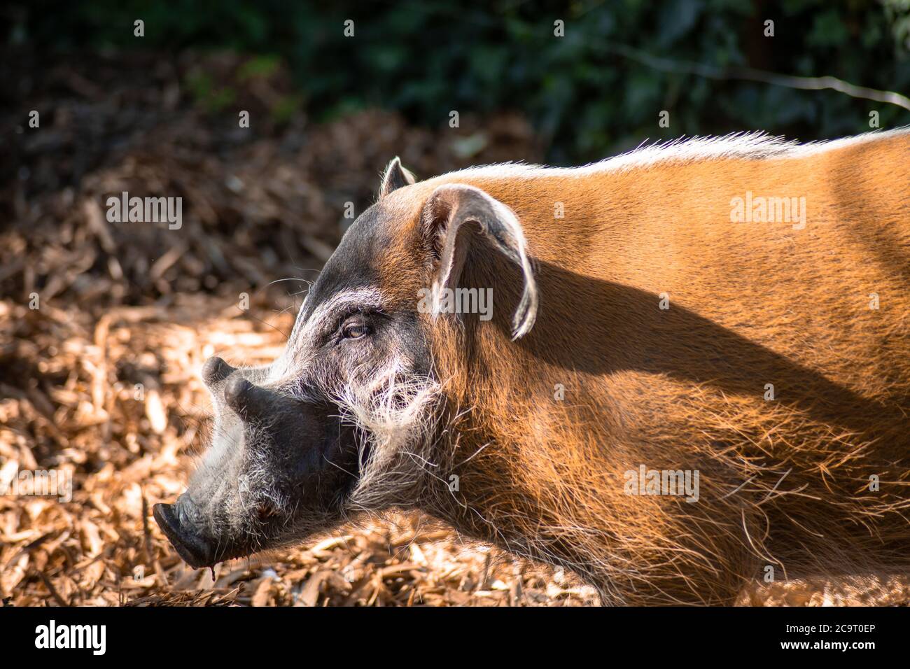 Red bush pig in an animal park Stock Photo - Alamy